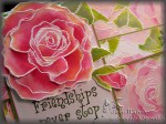 Friendship Roses IC235 – The Write Stuff